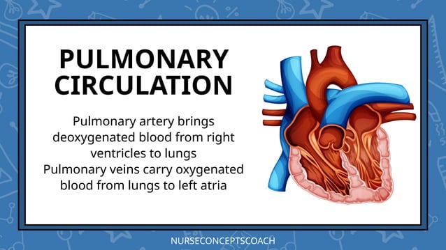 PULMONARY CIRCULATION- Pulmonary artery and vein.pptx