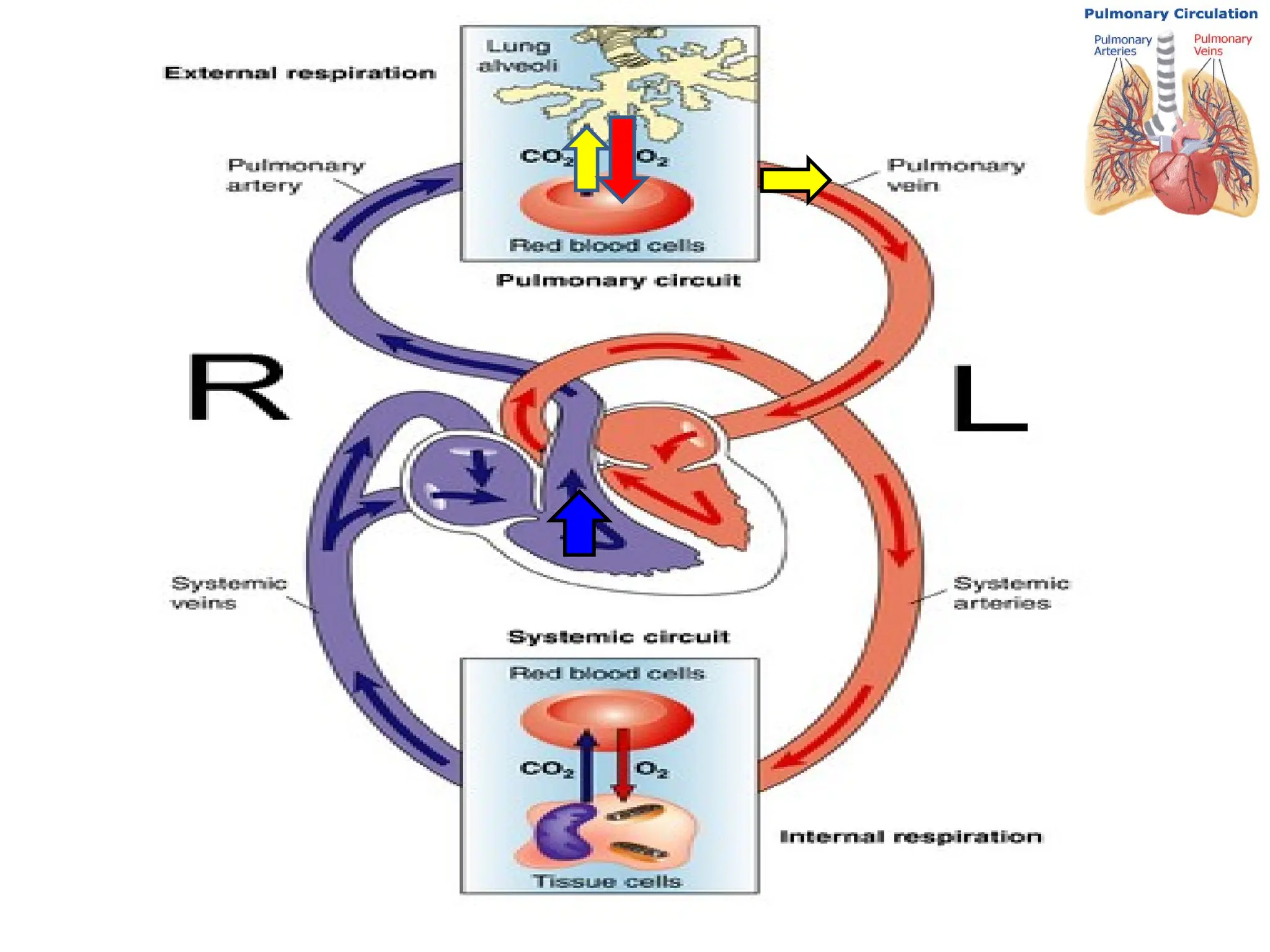 pulmonary circulation physiology of .ppt