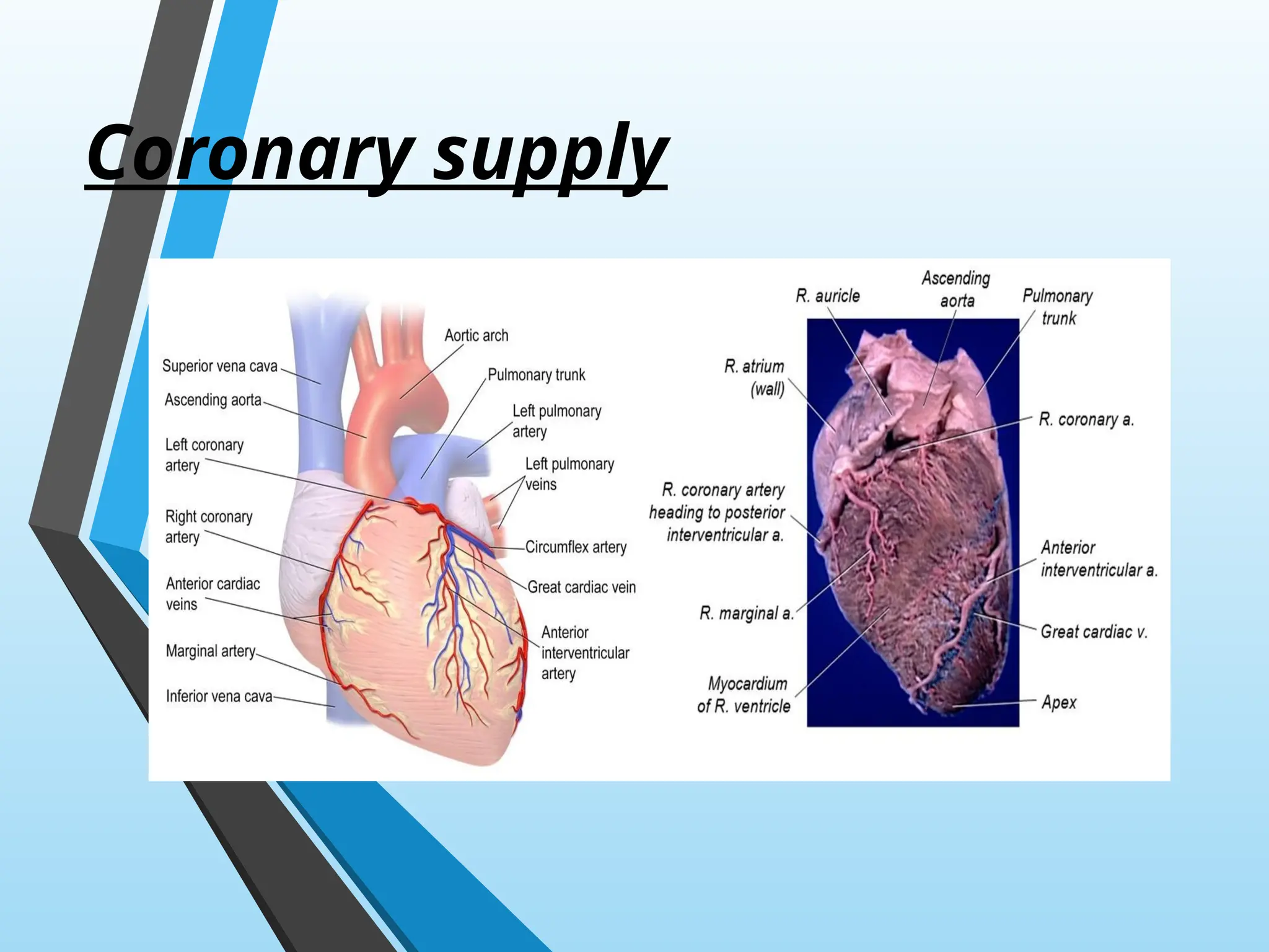 Pulmonary_Circulation and coronary circulation (001).pptx