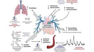 Pulmonary Circulation PPT final for easy | PPTX