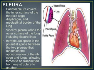 Pulmonary conditions | PPTX