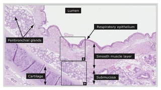 PULMONARY DEFENSE MECHANISM Pulmonary.pptx