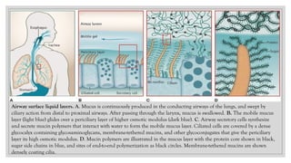 PULMONARY DEFENSE MECHANISM Pulmonary.pptx