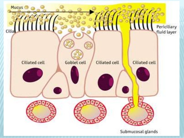 Pulmonary defense mechanisms