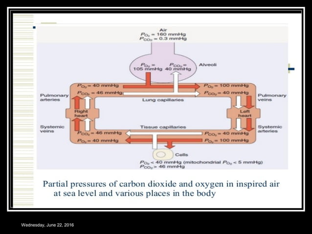 PULMONARY DIFFUSION | PPT | Lung and Respiratory Health | Diseases and ...