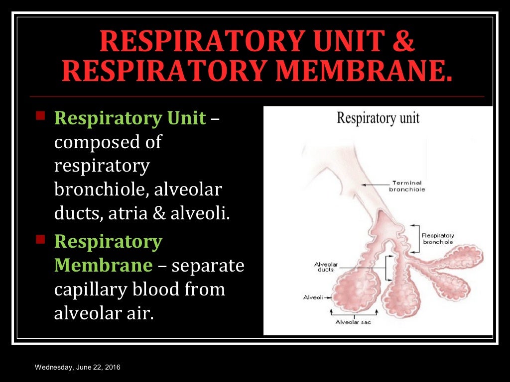 PULMONARY DIFFUSION pulmonary-diffusion