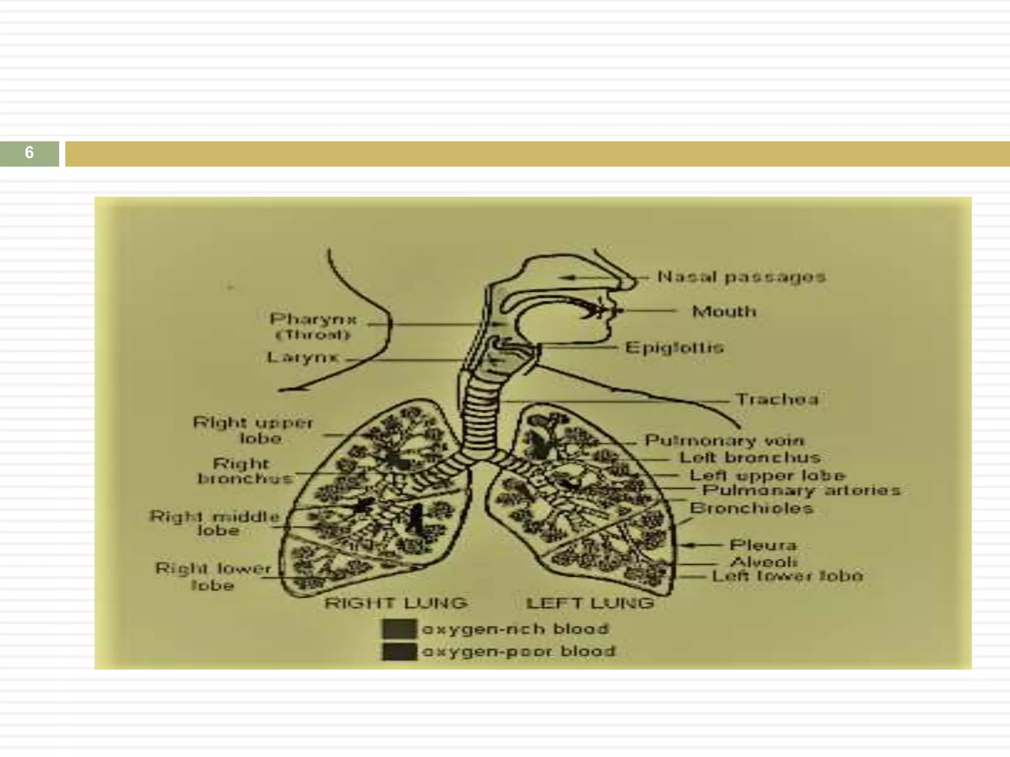 Pulmonary drug delivery system | PPTX
