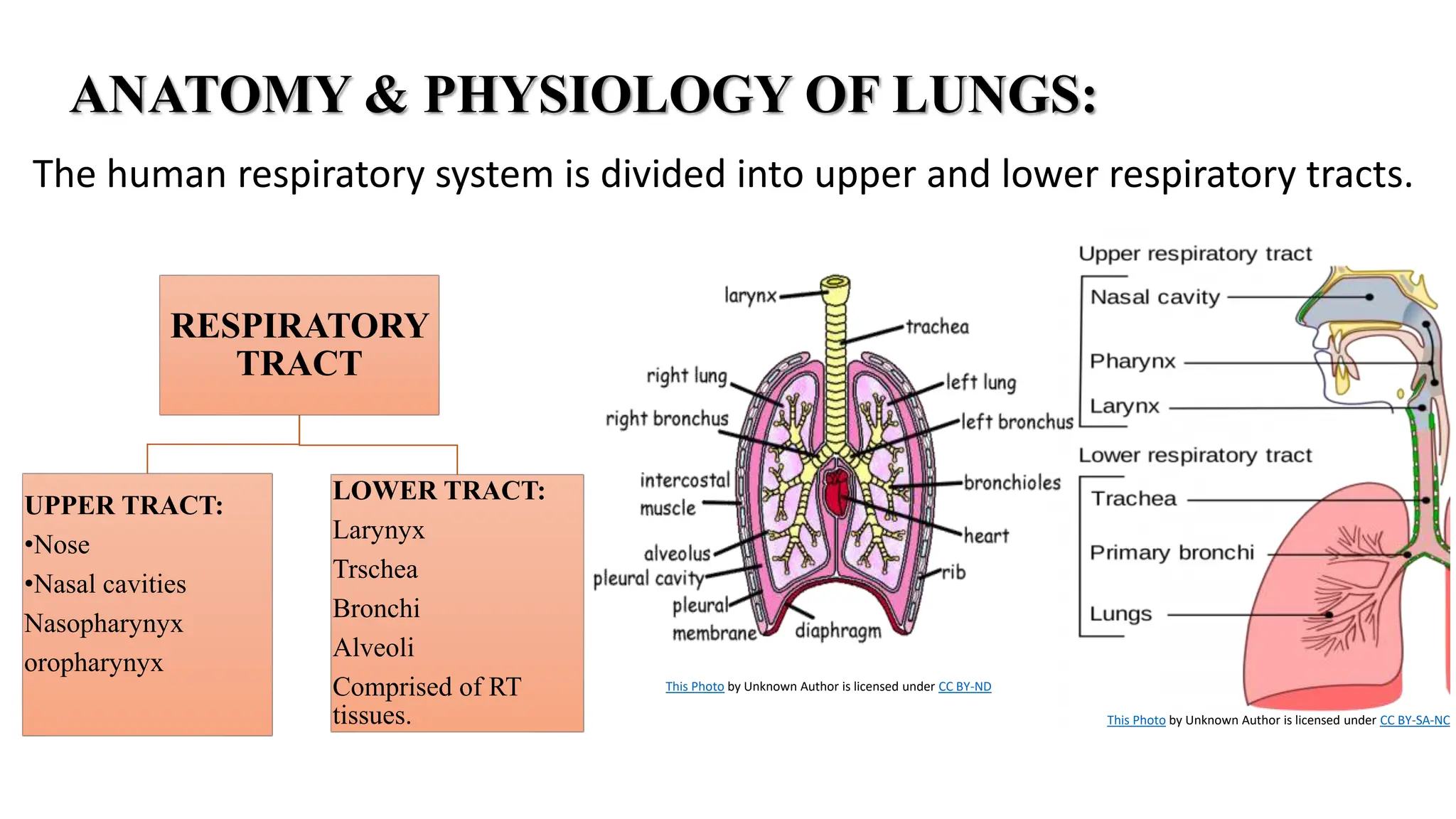 Pulmonary drug delivery system M.pharm -2nd sem P'ceutics | PPTX