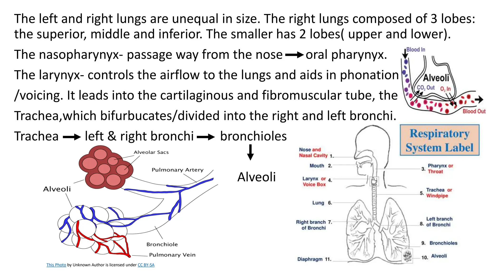 Pulmonary drug delivery system M.pharm -2nd sem P'ceutics | PPTX