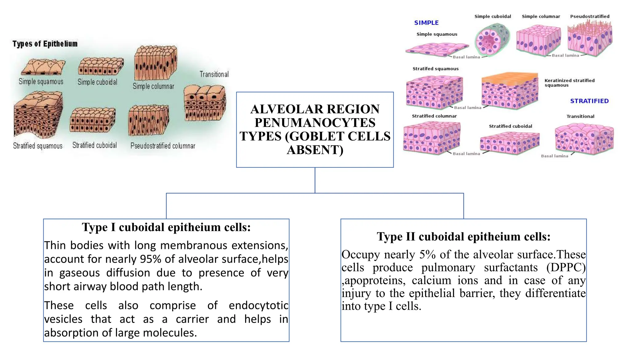Pulmonary drug delivery system M.pharm -2nd sem P'ceutics | PPTX