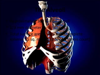 Pulmonary function | PPT