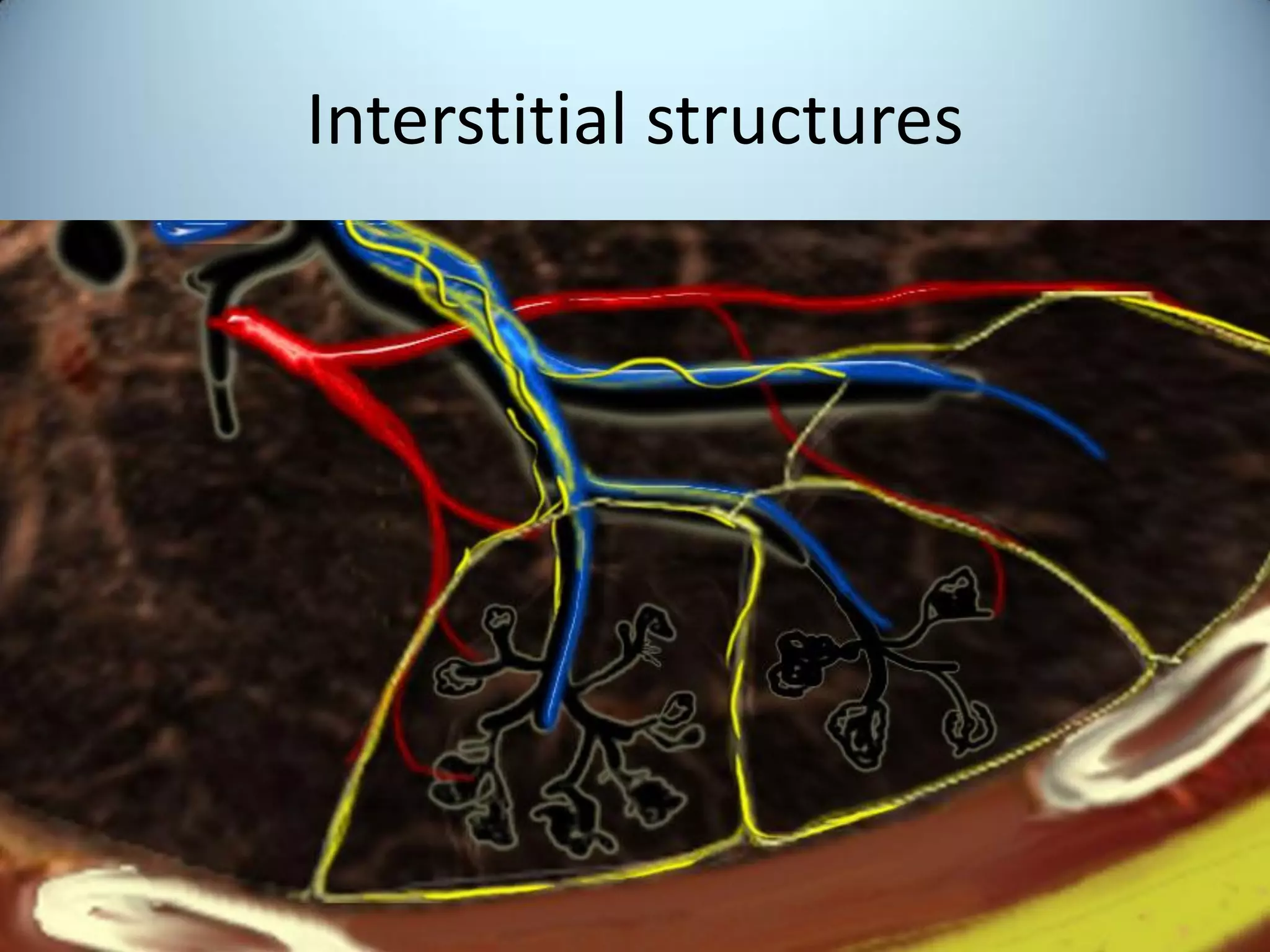 Pulmonary interstitium | PDF