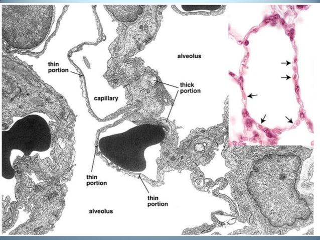 Pulmonary interstitium | PPT