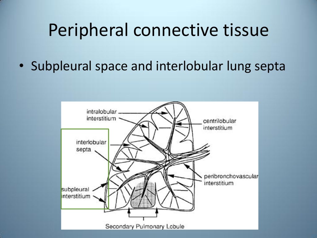 Pulmonary interstitium