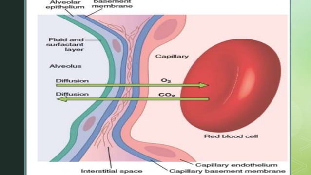 Pulmonary interstitium | PPTX | Lung and Respiratory Health | Diseases ...