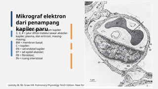 Pulmonary Physiology Chapter 1 Function and Structure of the ...