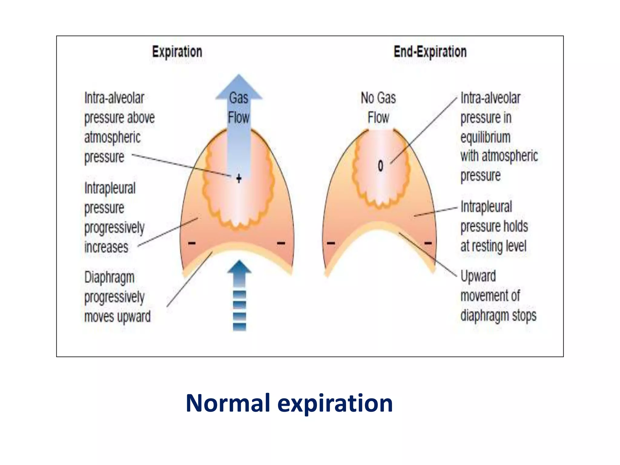 Pulmonary physiology in health part i | PPT