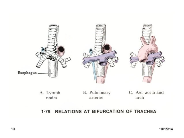 Pulmonary resection | PPT | Lung and Respiratory Health | Diseases and ...