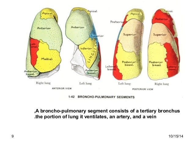 Pulmonary resection