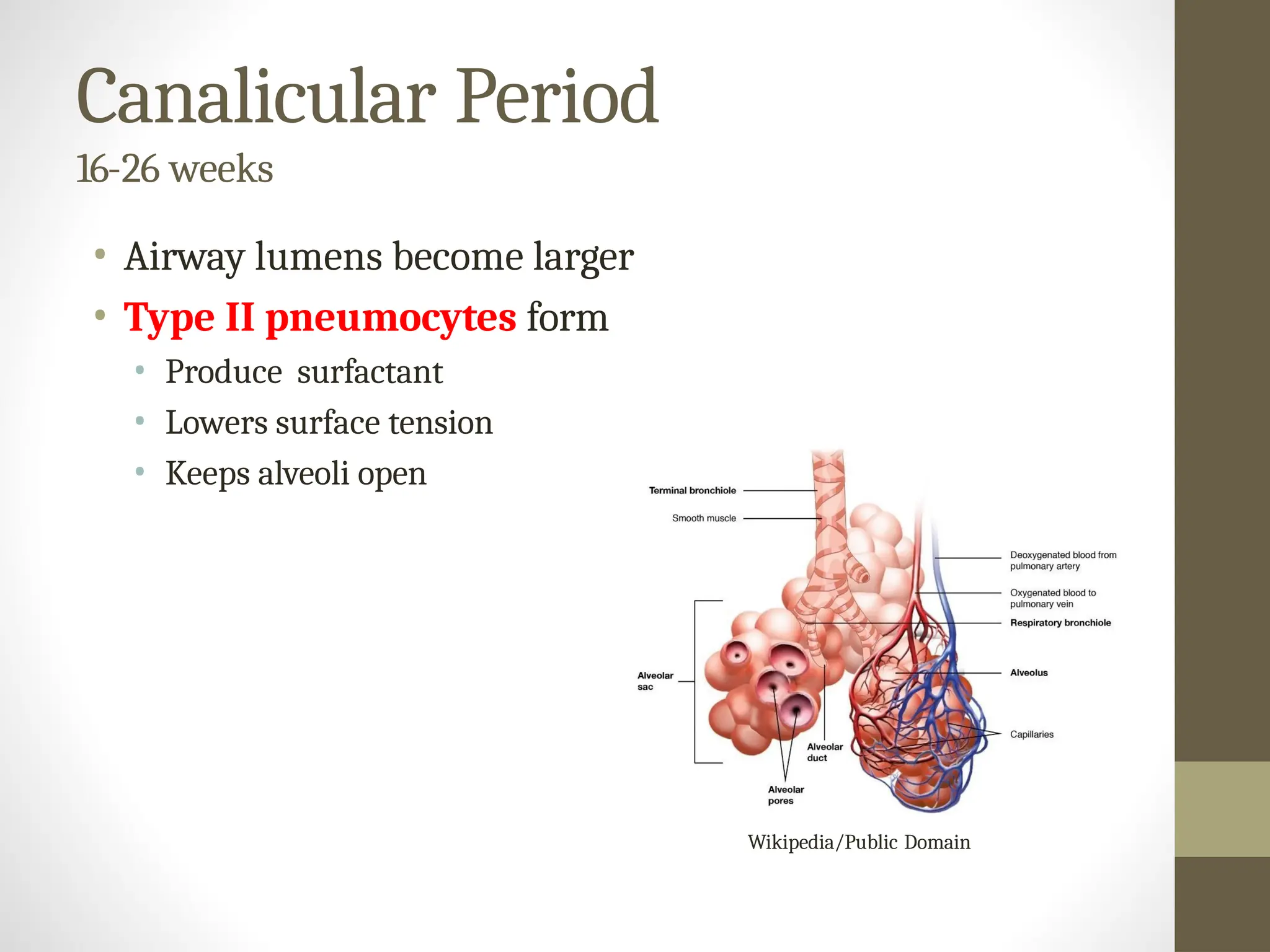 PulmonarySldes [MedicalBooksVN.com] (1).pptx