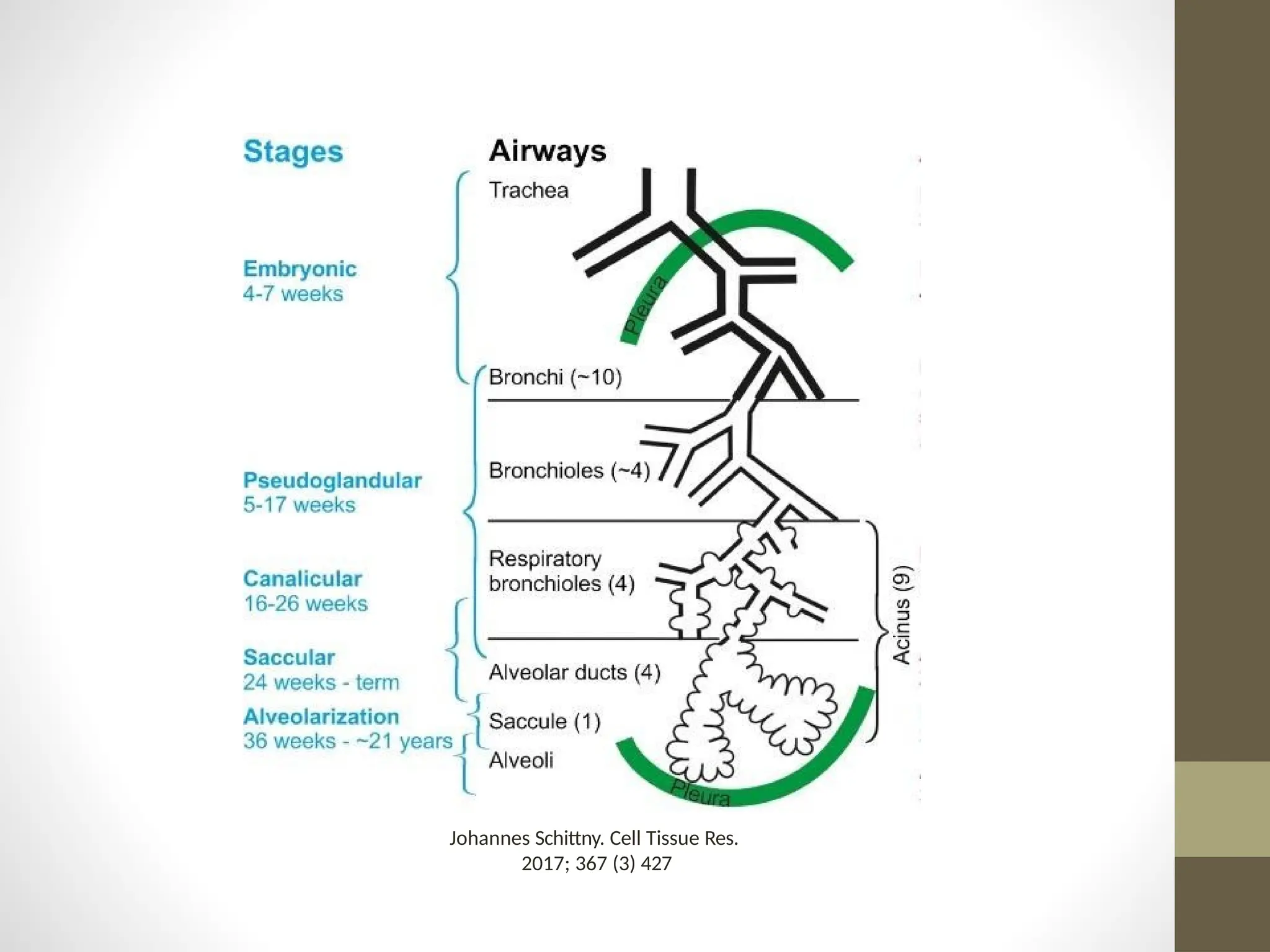 PulmonarySldes [MedicalBooksVN.com] (1).pptx