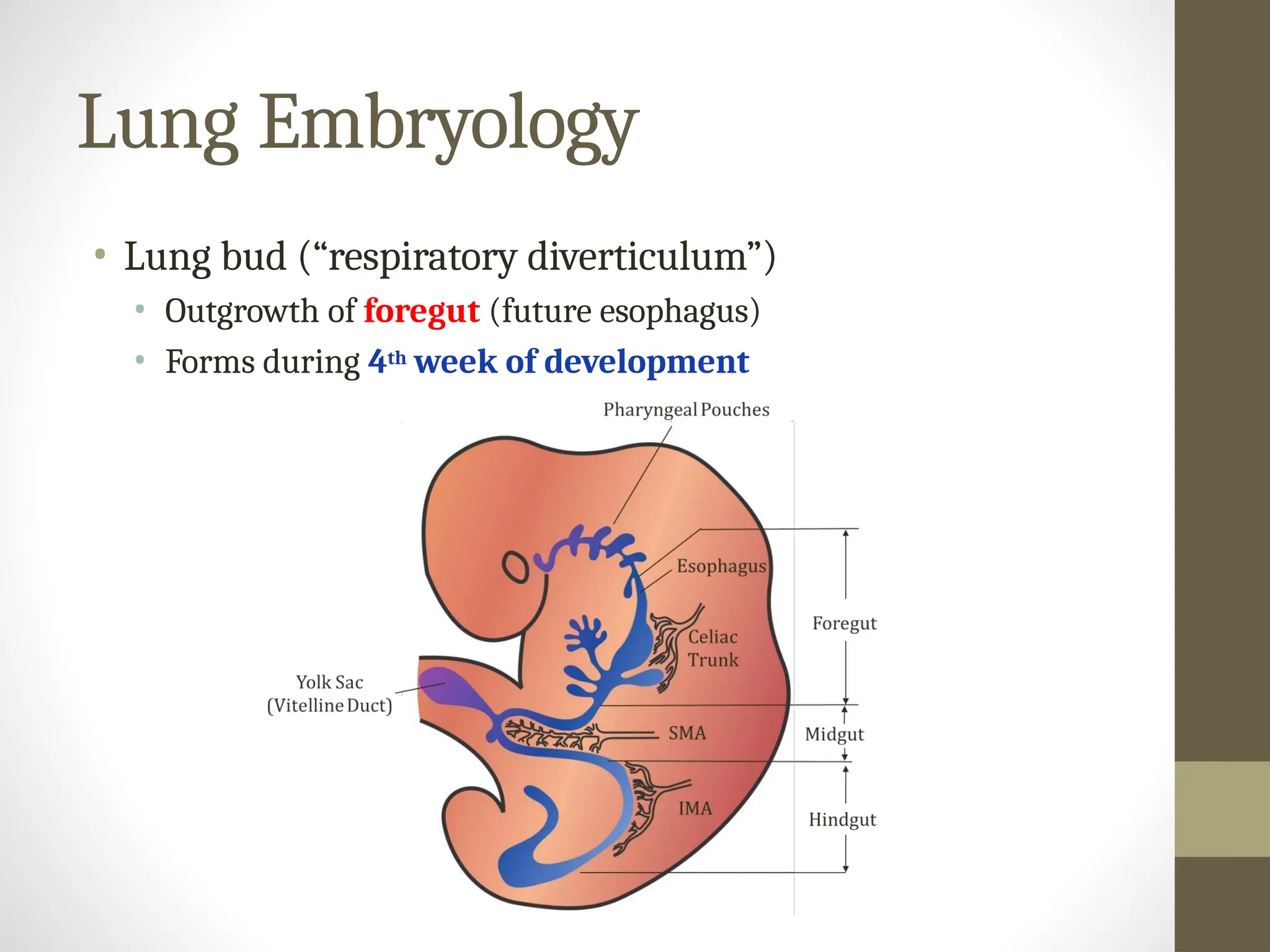 PulmonarySldes [MedicalBooksVN.com] (1).pptx