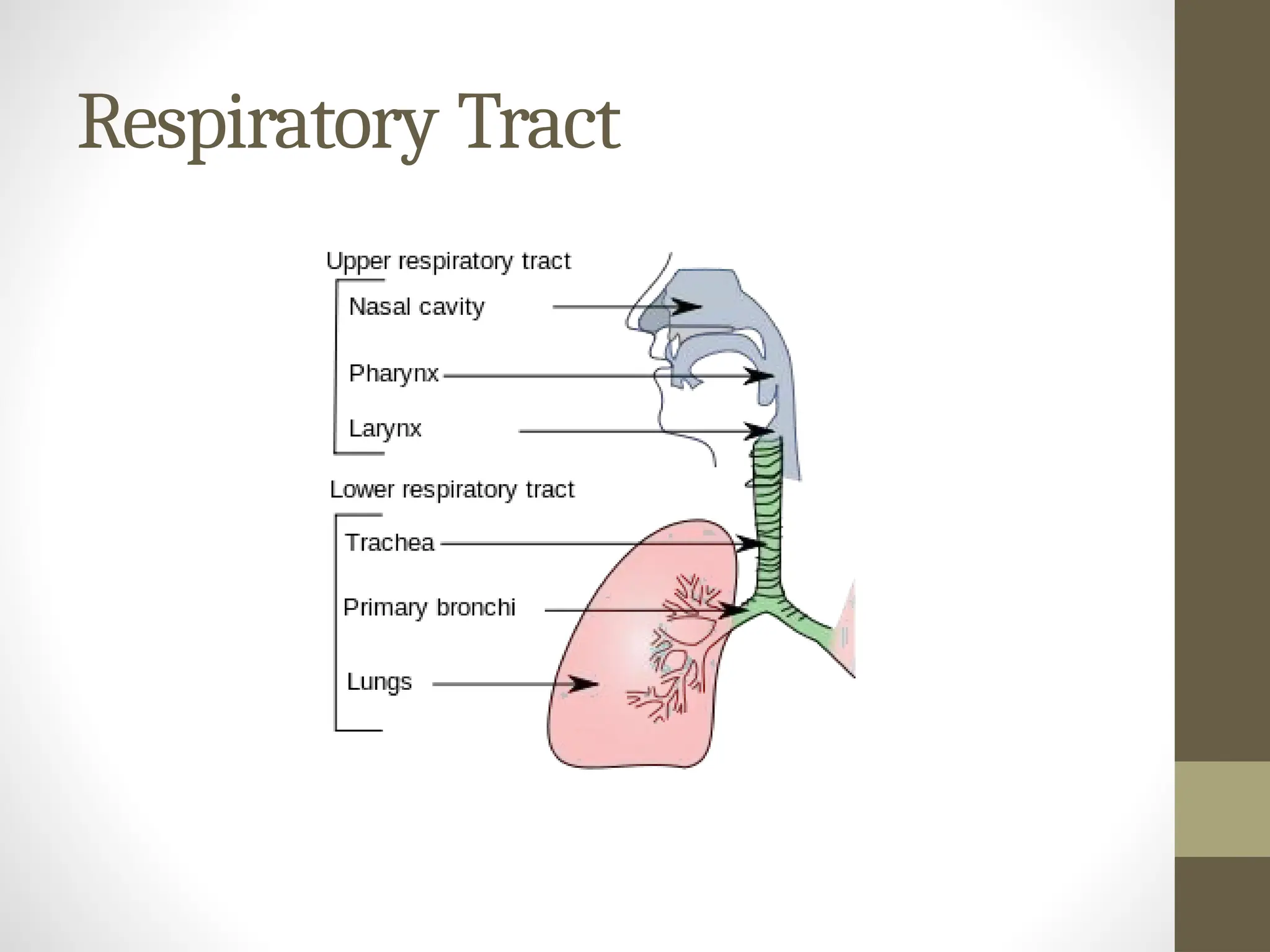 PulmonarySldes [MedicalBooksVN.com] (1).pptx