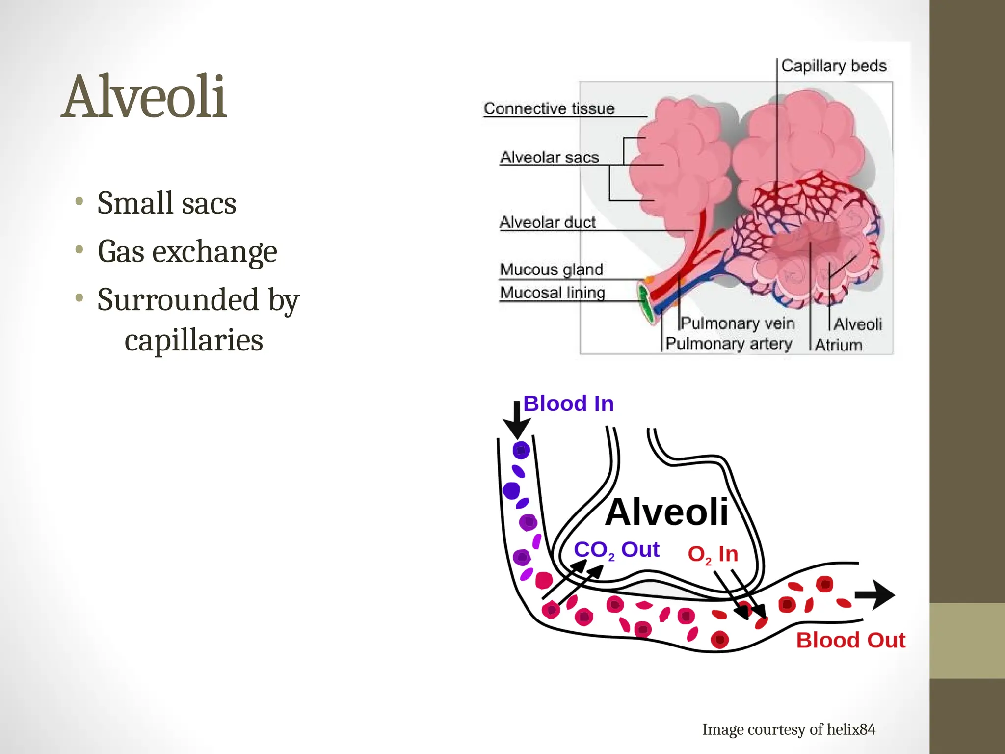 PulmonarySldes [MedicalBooksVN.com] (1).pptx