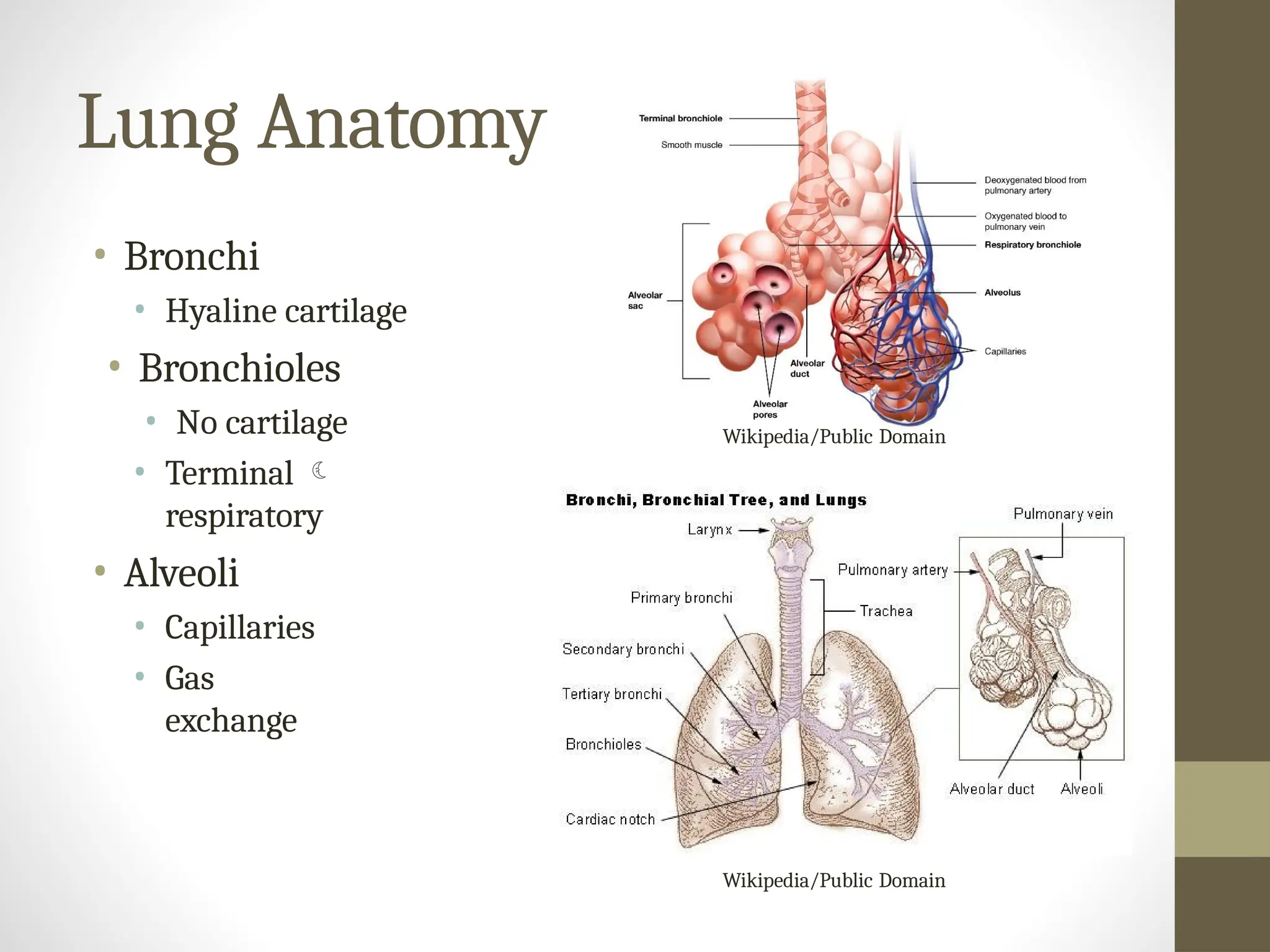 PulmonarySldes [MedicalBooksVN.com] (1).pptx