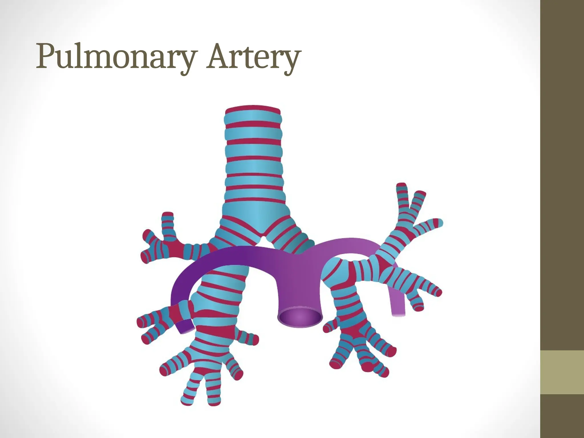 PulmonarySldes [MedicalBooksVN.com] (1).pptx