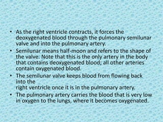 Pulmonary & syatamic circulations | PPTX
