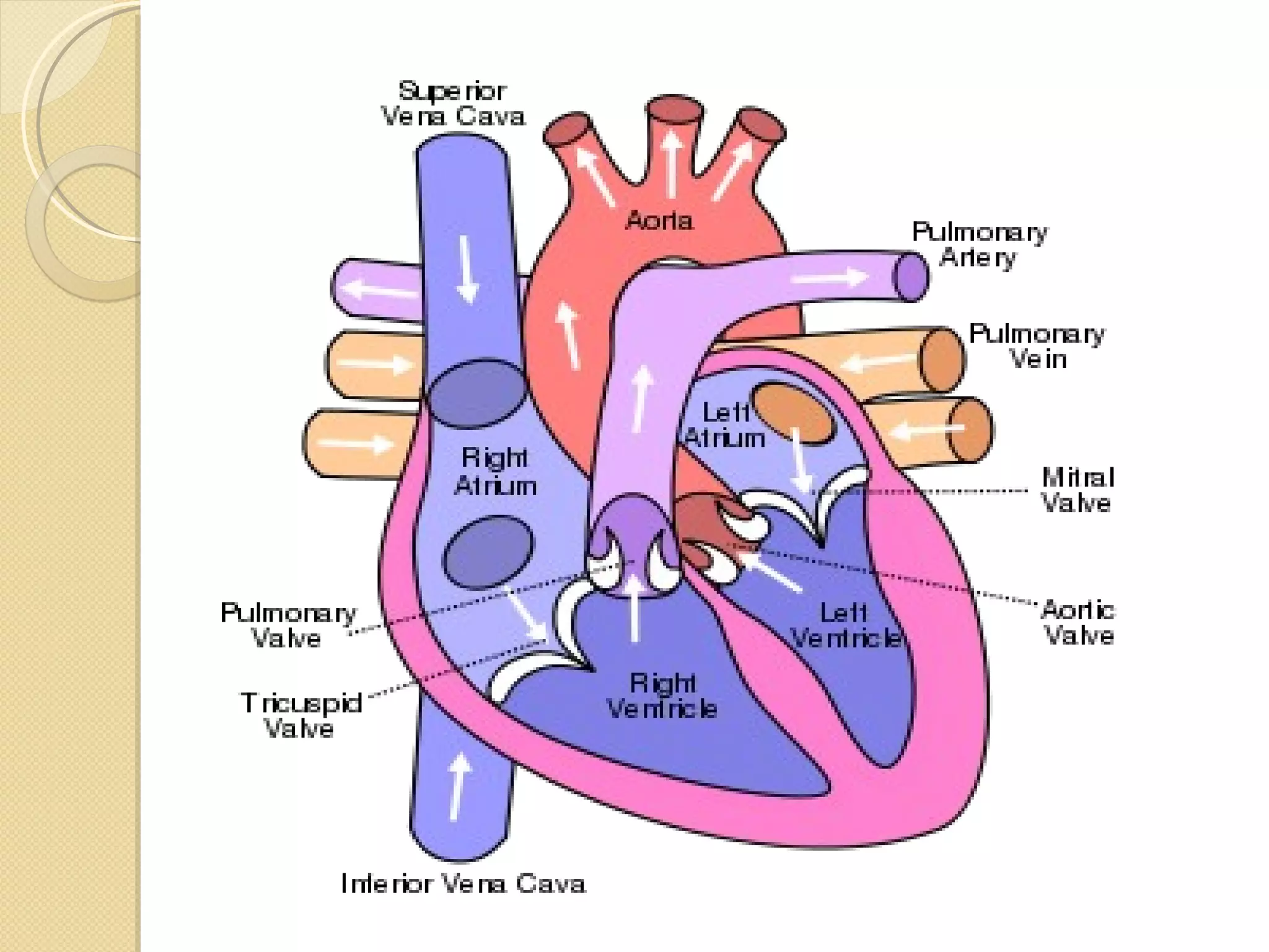 Pulmonary & systemic circulation | PPT