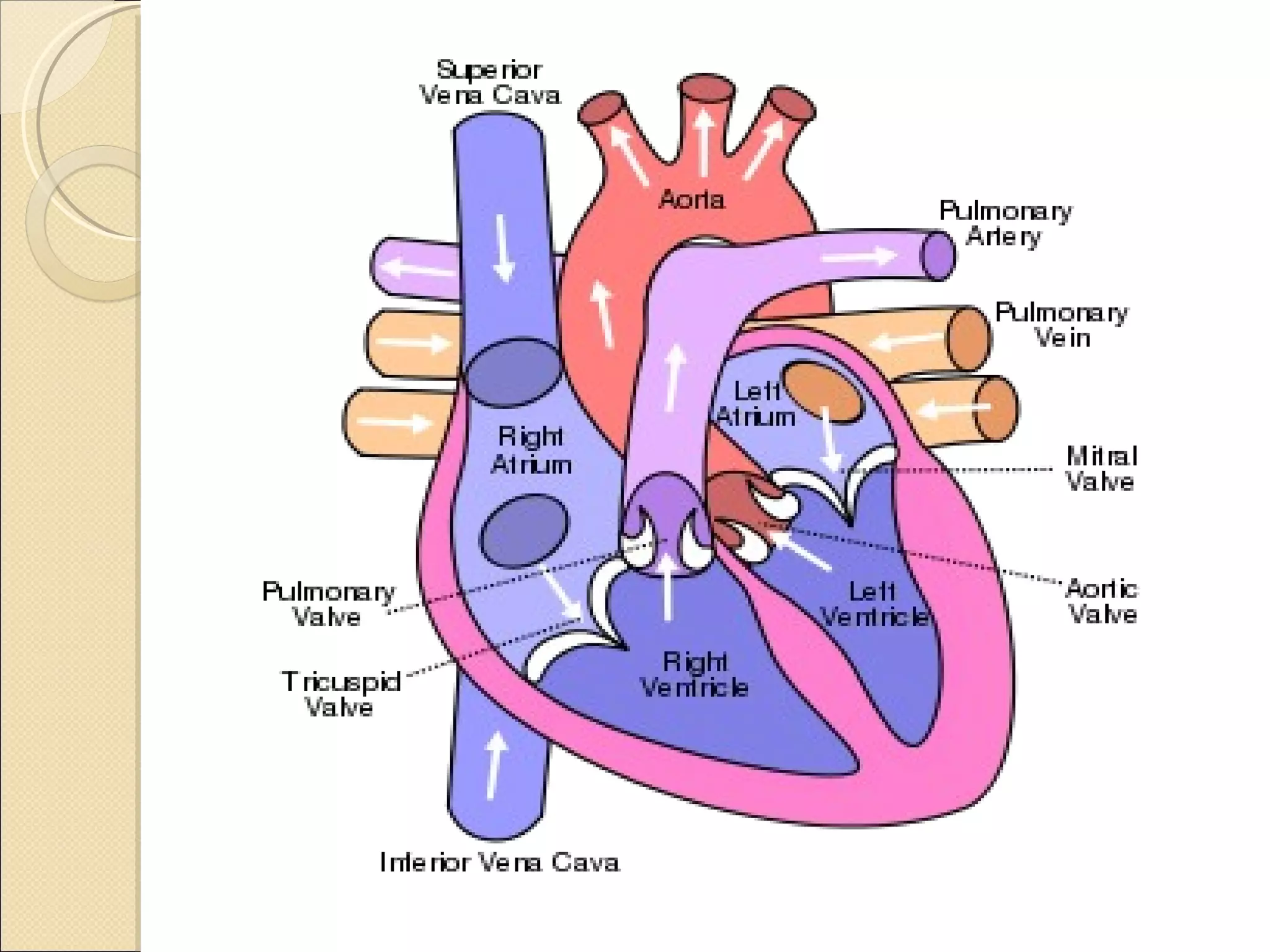 Pulmonary And Systemic Circulation Ppt