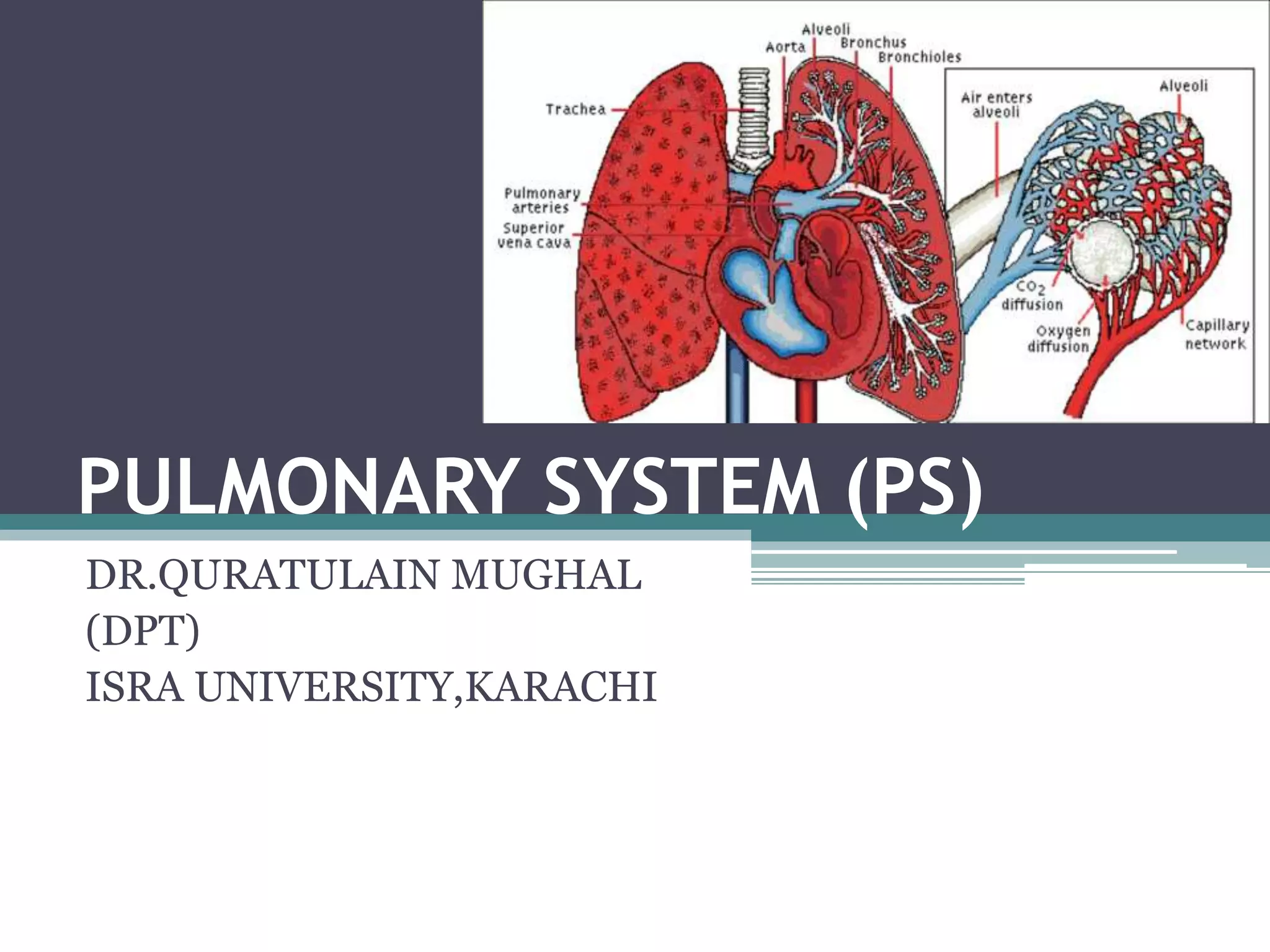 Pulmonary system (PS) examination | PPTX