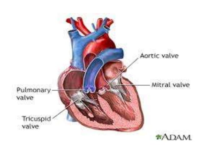 PULMONARY VALVE DISEASES (2).pptx | Heart and Cardiovascular Diseases ...