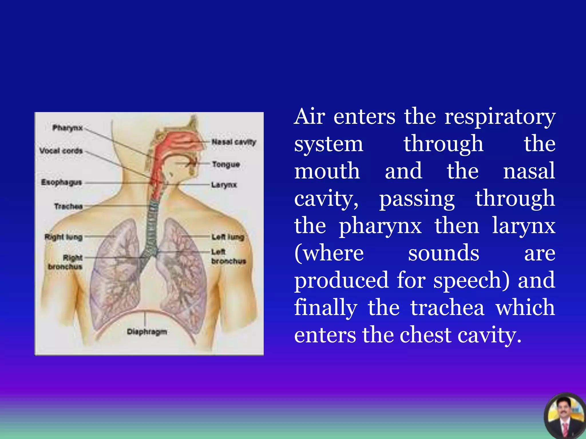 Pulmonary ventilation | PPTX