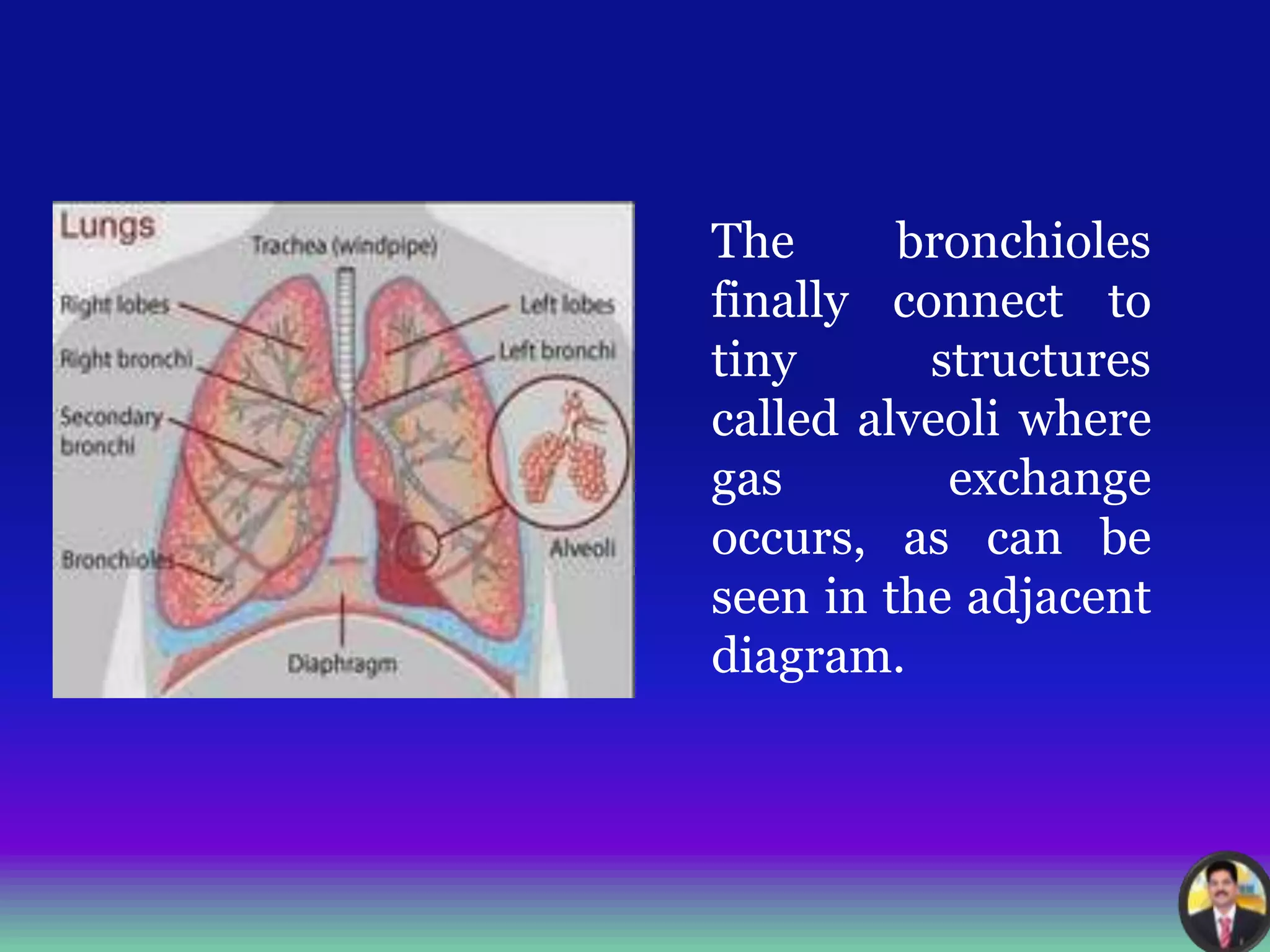 Pulmonary ventilation | PPTX