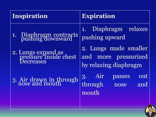 Pulmonary ventilation | PPTX