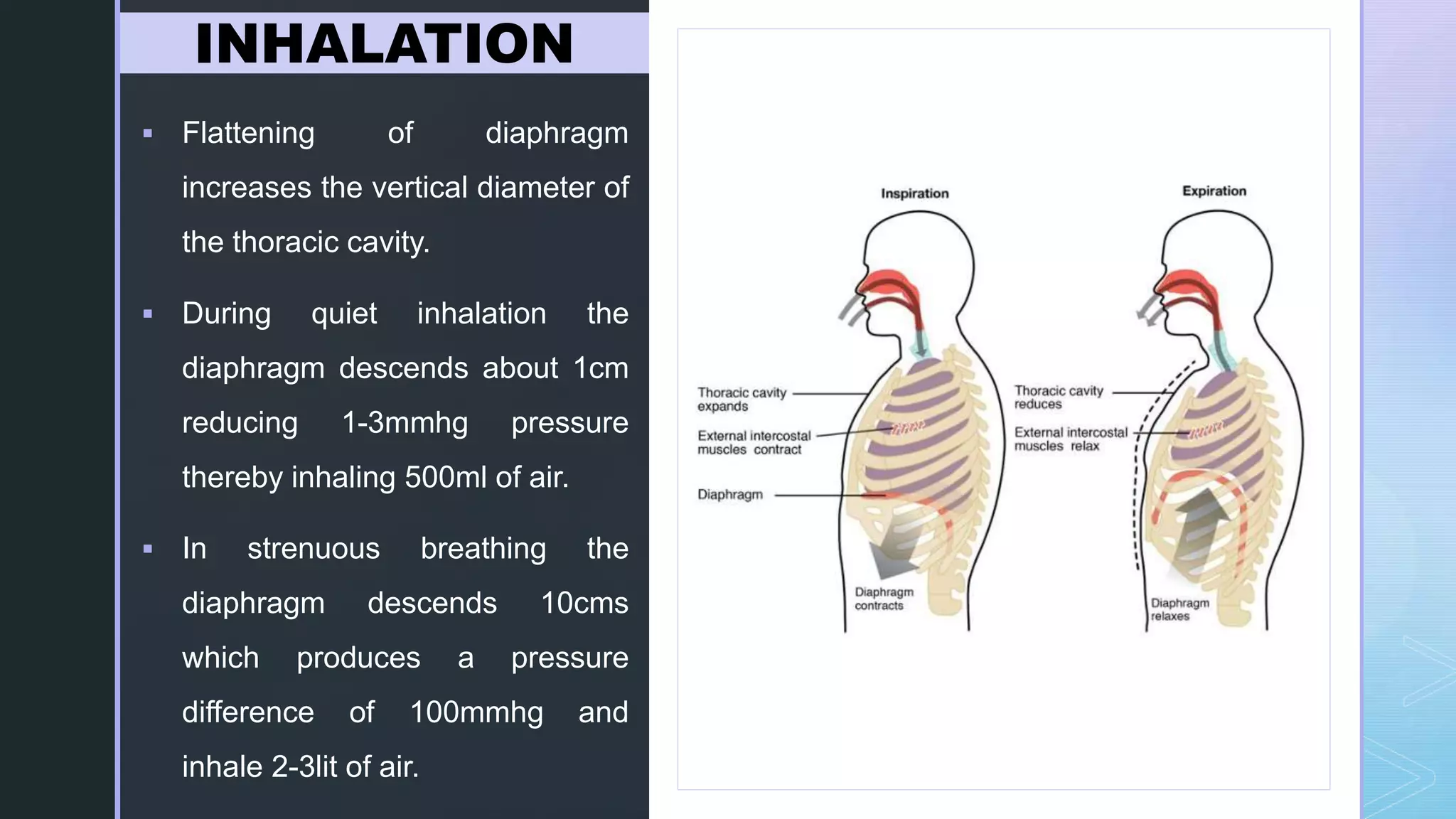 Pulmonary ventilation | PPTX