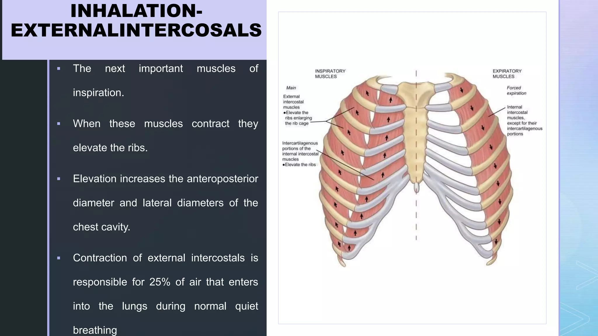 Pulmonary ventilation | PPTX