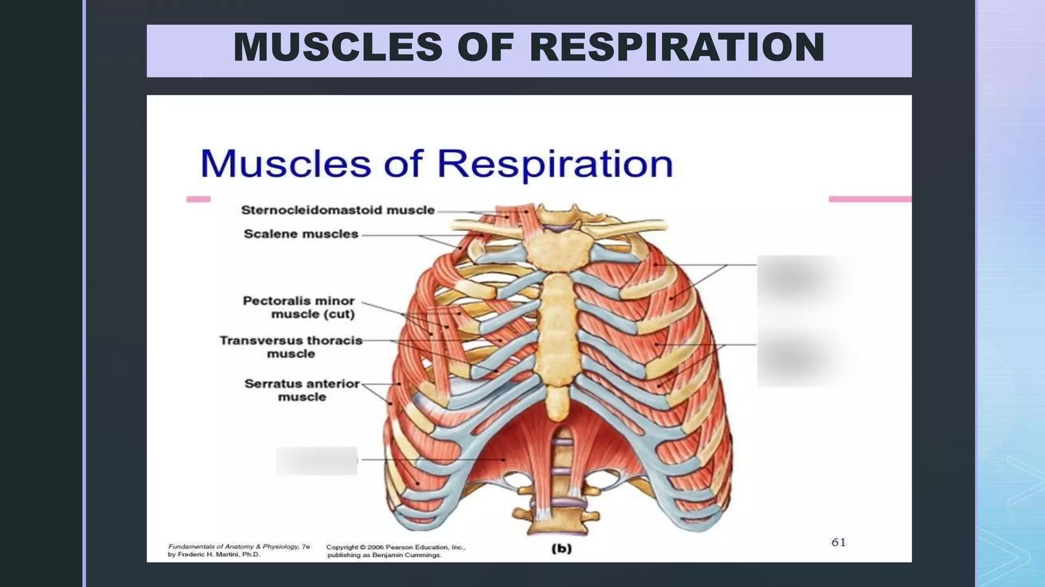 Pulmonary ventilation | PPTX
