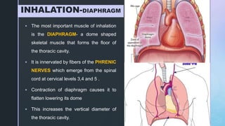 Pulmonary ventilation | PPTX