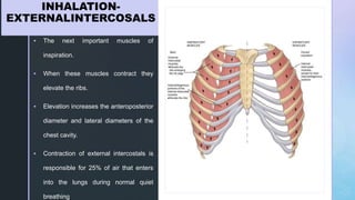 Pulmonary ventilation | PPTX