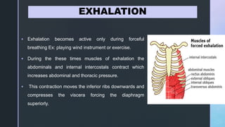 Pulmonary ventilation | PPTX