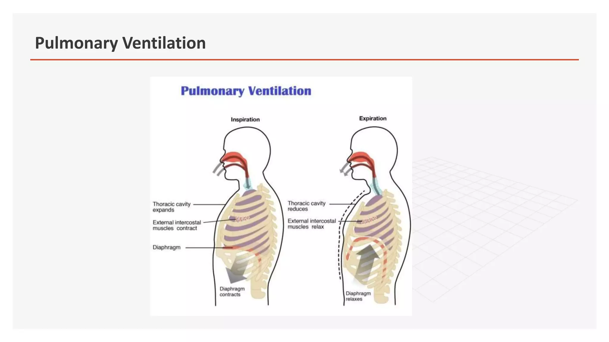 Pulmonary Ventilation.pptx