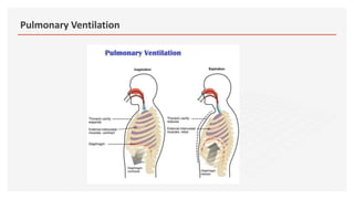Pulmonary Ventilation.pptx