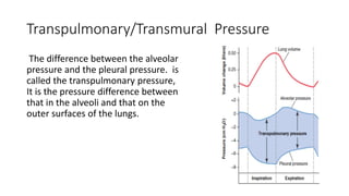 Pulmonary ventilation - FINAL (1).pdf