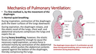 Pulmonary ventilation - FINAL (1).pdf