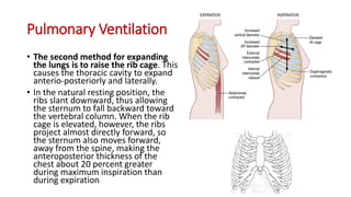 Pulmonary ventilation - FINAL (1).pdf