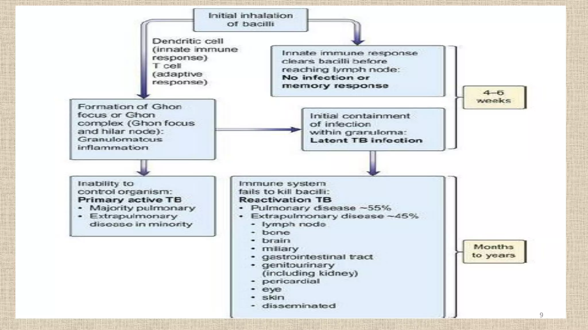 Pulmonaty Tuberclosis ((PTB) | PDF